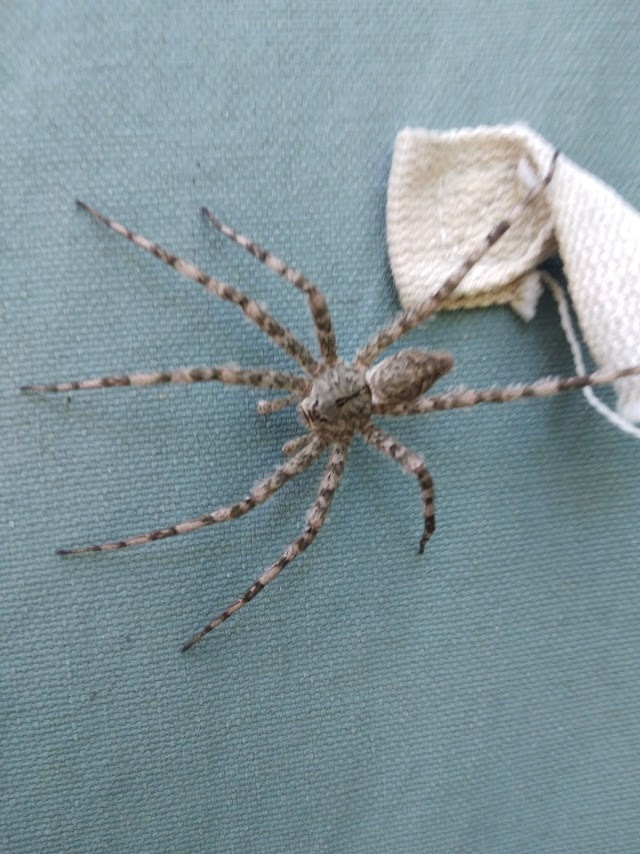 White-banded Fishing Spider from Wadmalaw Island, SC, USA on June 26 ...