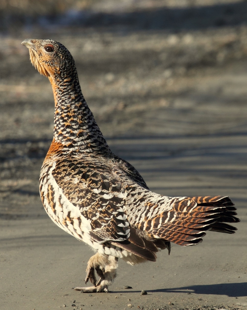 Western Capercaillie (Birds of Serbia - guide) · iNaturalist