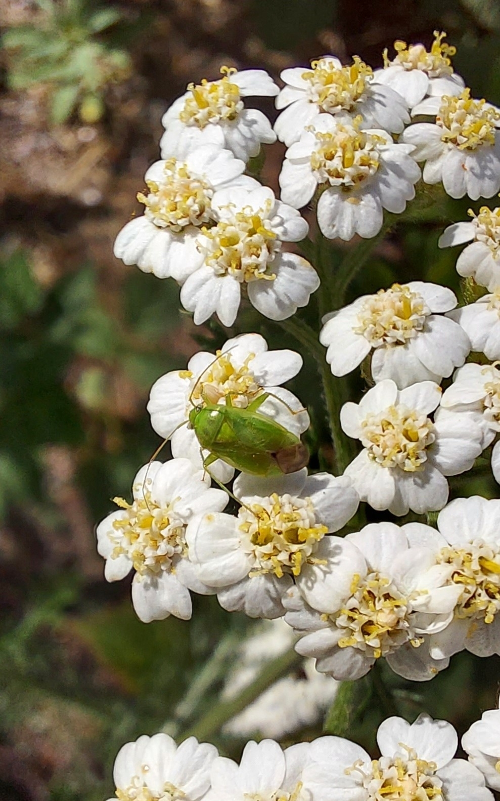 Apolygus lucorum (Meyer-Dur, 1843)