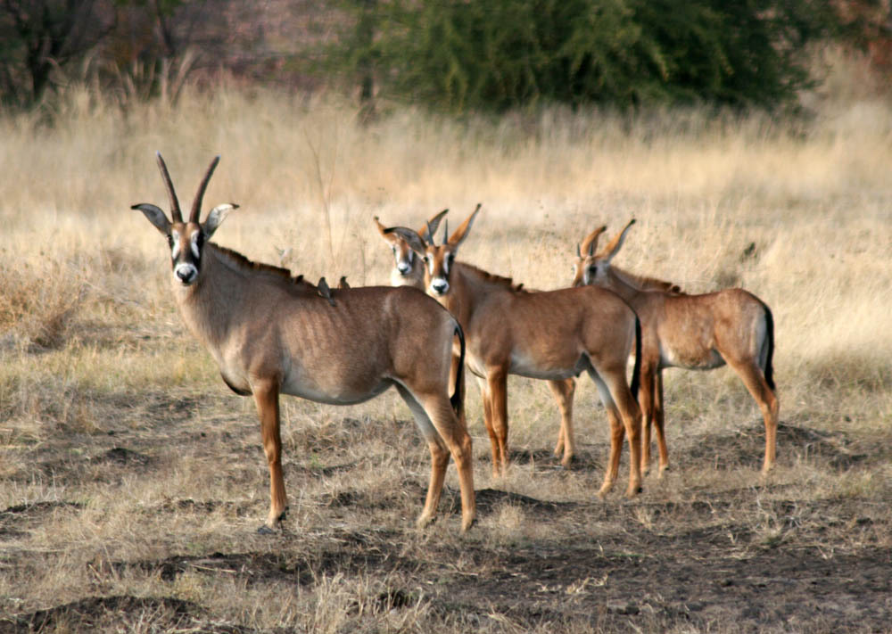 Southern Roan Antelope from Mahango, Namibie on June 14, 2006 at 08:23 ...