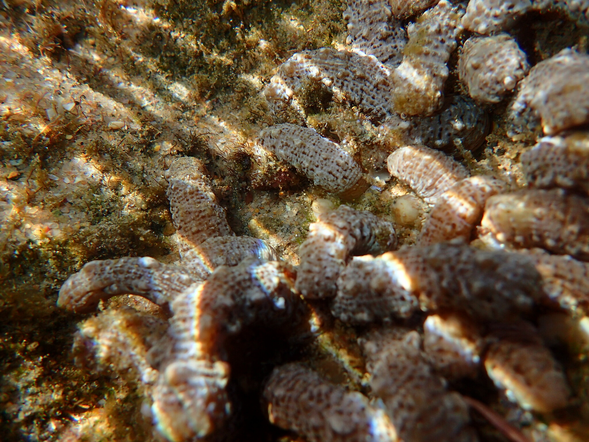 Isaurus tuberculatus Gray, 1828