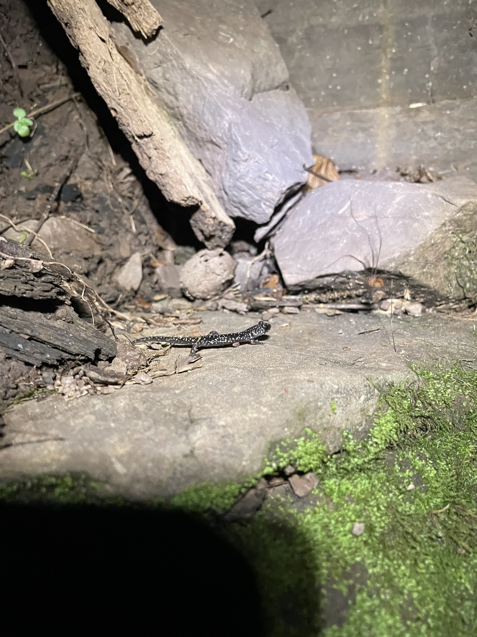 Plethodon kentucki Mittleman, 1951