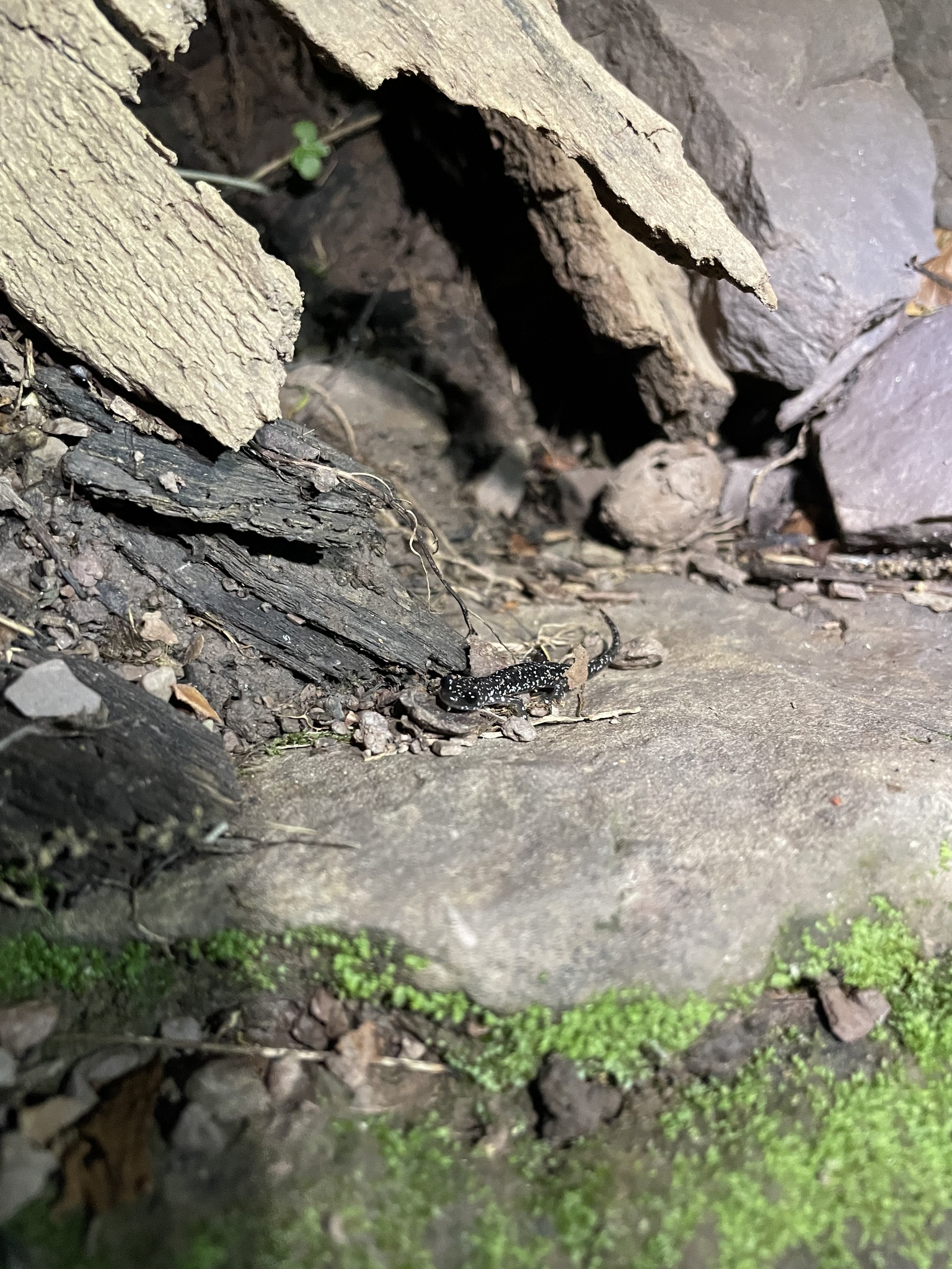 Plethodon kentucki Mittleman, 1951