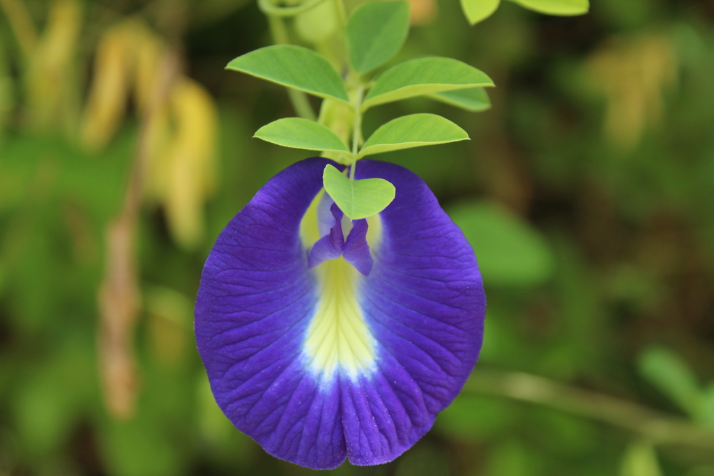 (Phaseoleae) - Botanical Realm