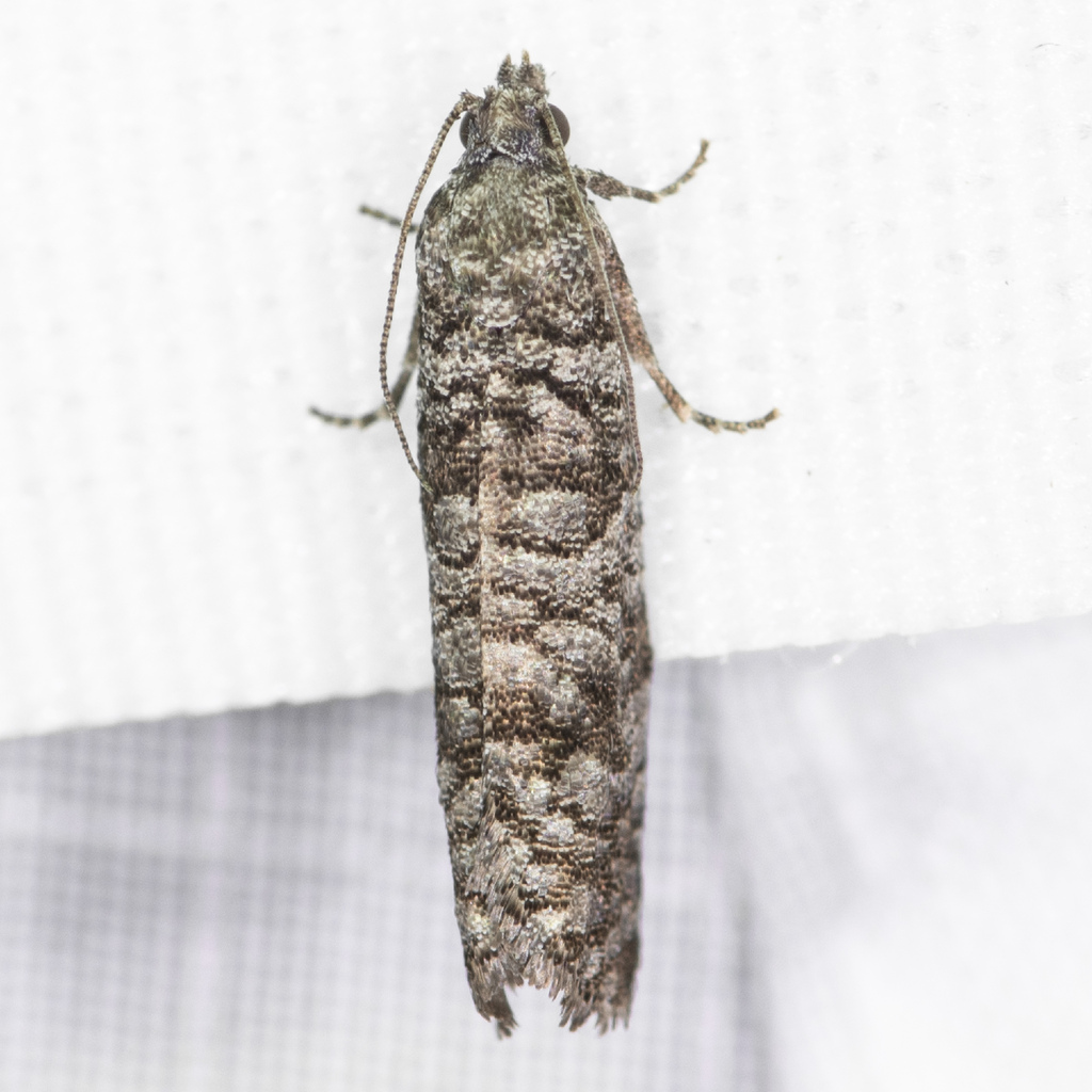 Gray Retinia Moth (WNC Moths) · iNaturalist