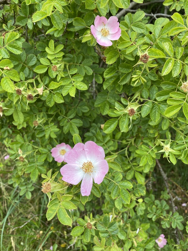 Sweet-brier from Amager, Dragør, Hovedstaden, DK on July 04, 2022 at 05 ...