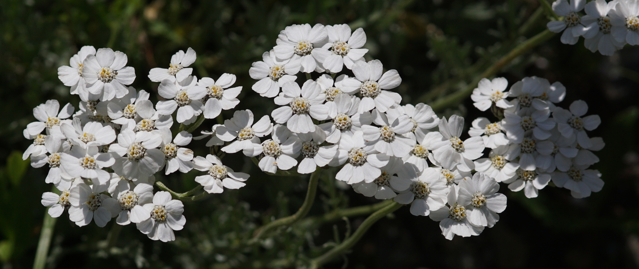 Achillea clavennae L.