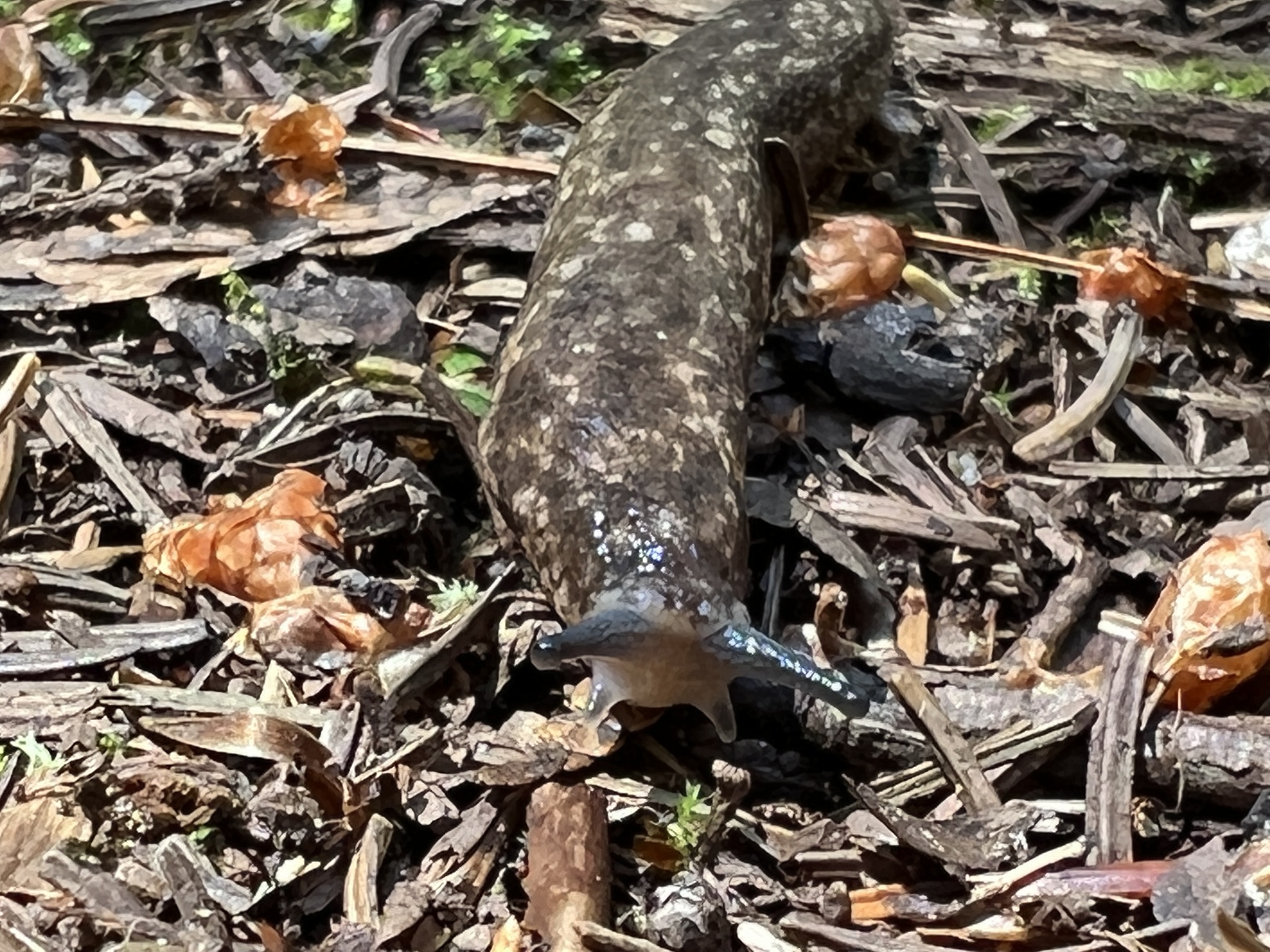 Philomycus togatus (A.Gould, 1841)