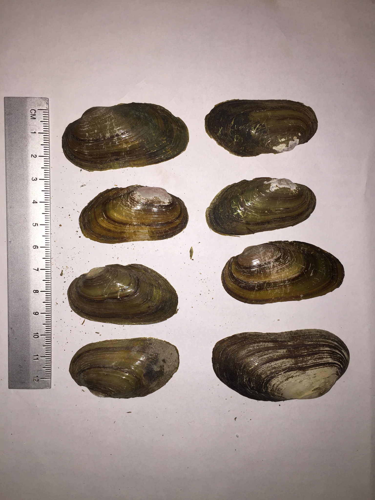 Unio mancus Lamarck, 1819