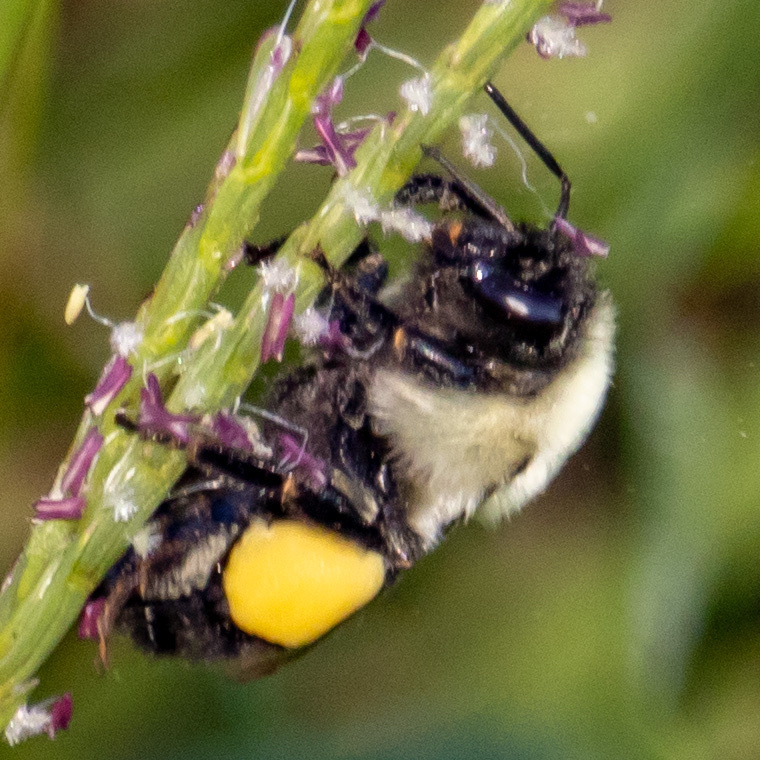 Common Eastern Bumble Bee from Knoll Creek Dr, Carriere, MS, US on July ...