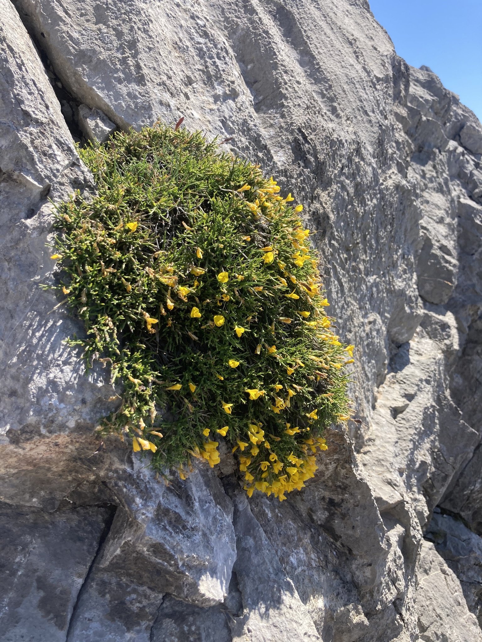 Genista legionensis (Pau) Laínz