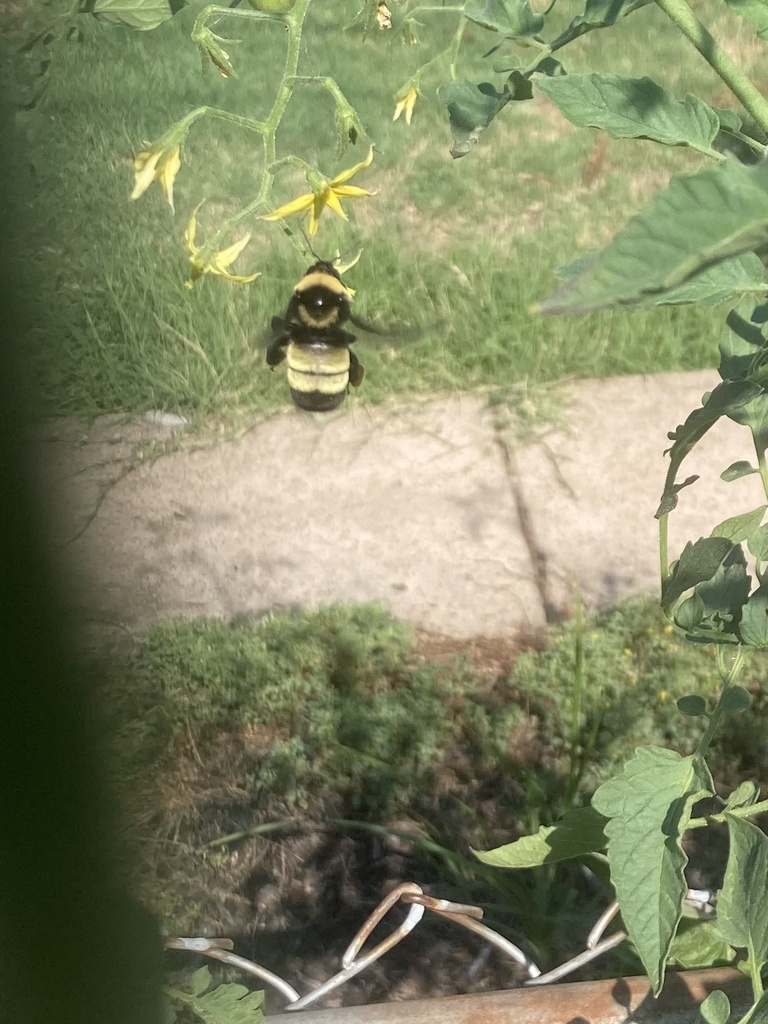 Black-and-gold Bumble Bee in July 2022 by Kate S.. On tomato flowers ...