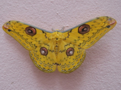 Loepa megacore · iNaturalist Mexico