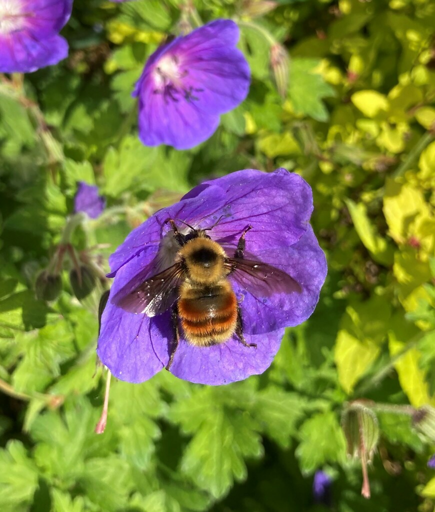 Red-belted Bumble Bee from Douglasdale, Calgary, AB T2Z, Canada on June ...