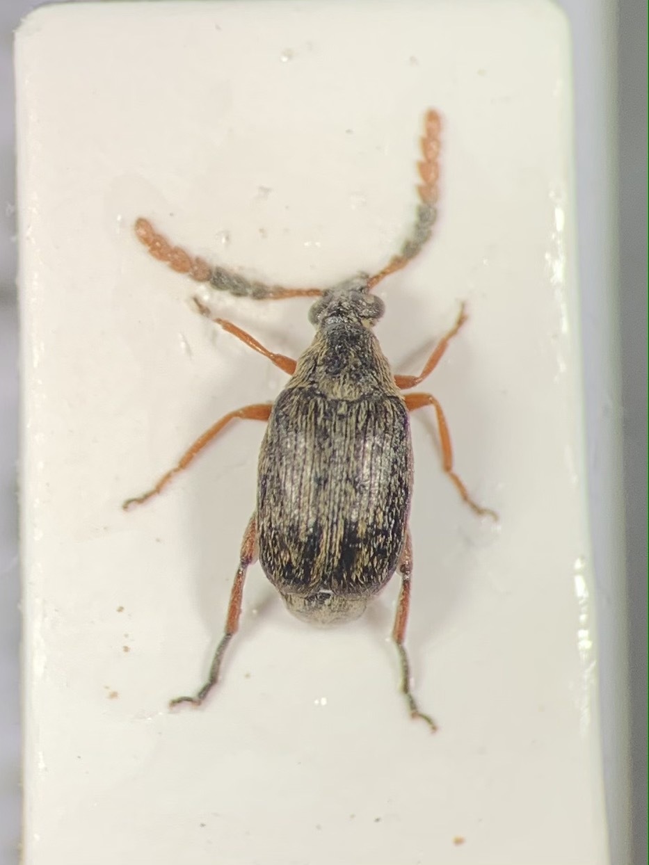 Bruchidius annulicornis (Allard, 1868)