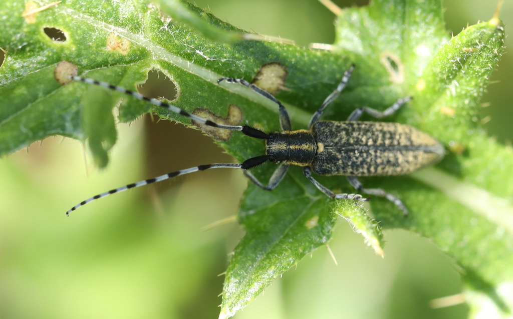 Golden-bloomed Longhorn from Oudalle, France on July 04, 2022 at 06:39 ...