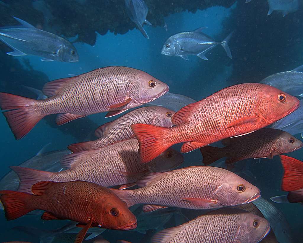 Mangrove Red Snapper (Lutjanus argentimaculatus) - Marine Life ...
