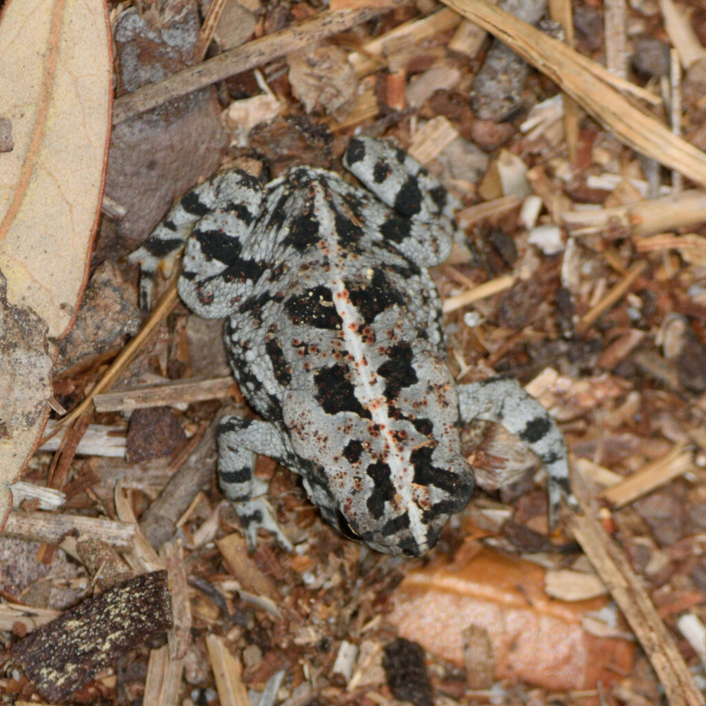 Oak Toad in June 2022 by strix_v · iNaturalist