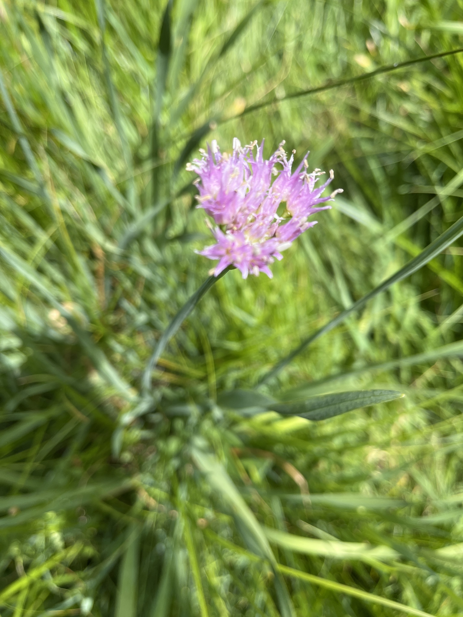 Allium validum S.Watson