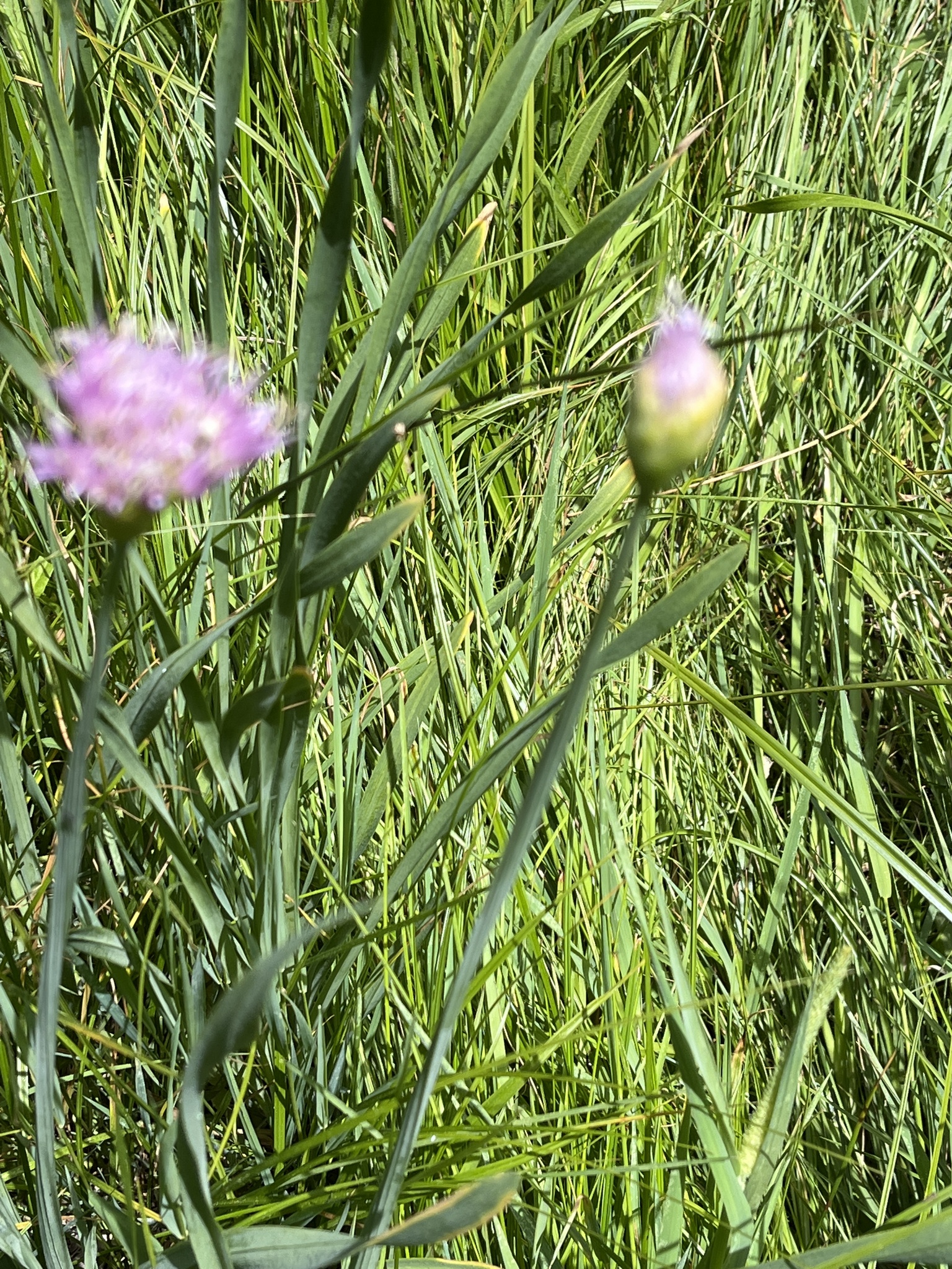 Allium validum S.Watson