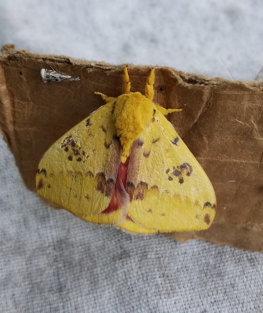 Io Moth from Monkton, MD, USA on July 04, 2022 at 07:24 AM by Jesse C ...