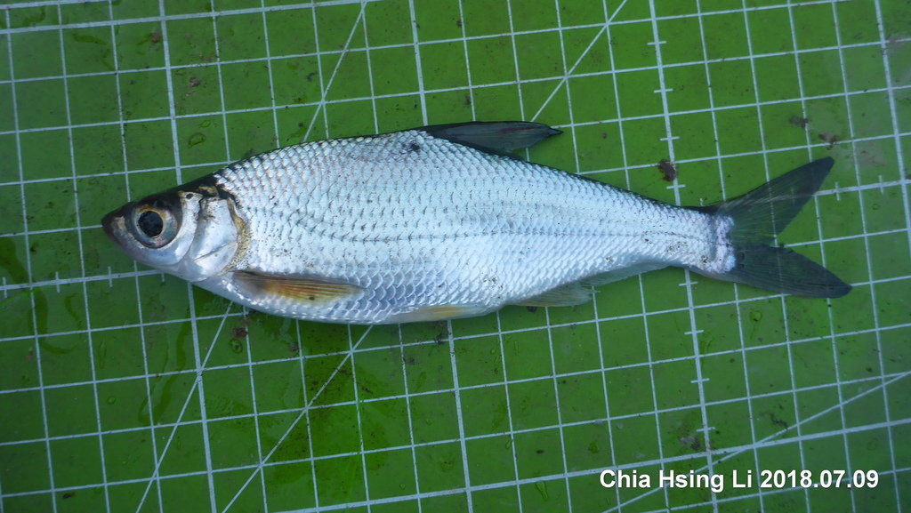 Large-eye Chinese Bream (Sinibrama macrops) - Marine Life Identification