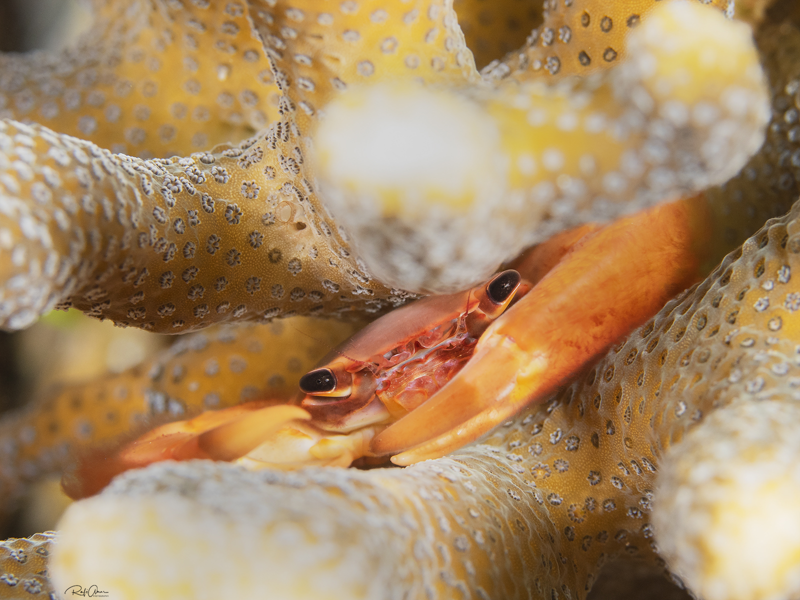 Trapezia cymodoce (Herbst, 1801)