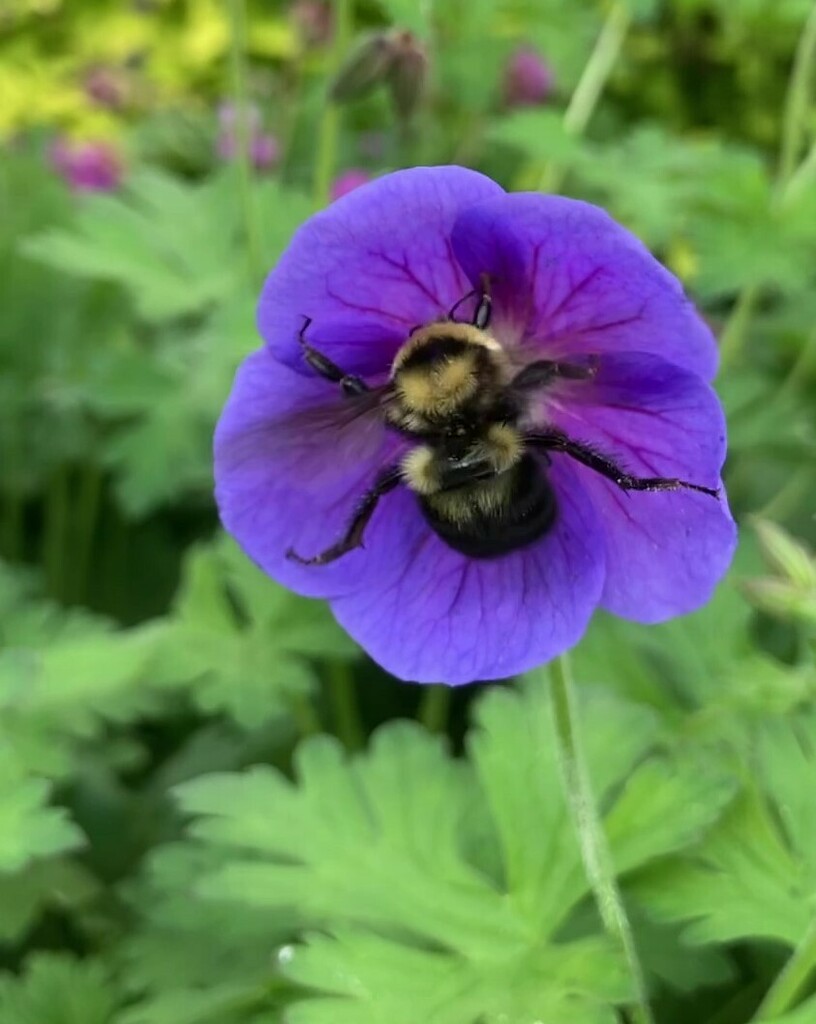 Red-belted Bumble Bee from Douglasdale, Calgary, AB T2Z, Canada on June ...