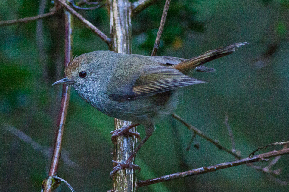 Tasmanian Thornbill (BIRDS OF FLINDERS ISLAND eBird 2017) · iNaturalist