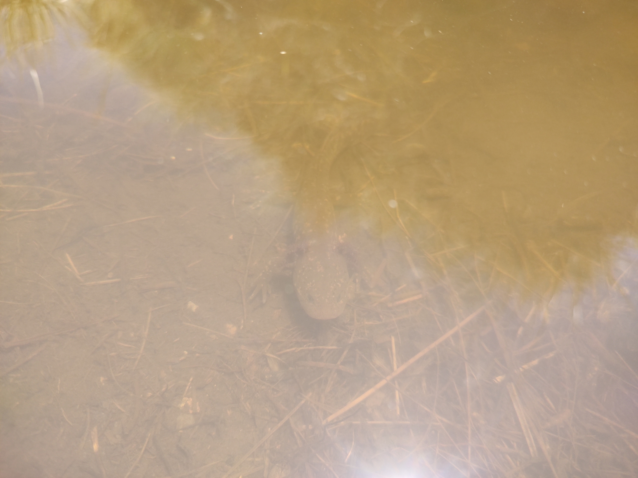 Ambystoma leorae (Taylor, 1943)