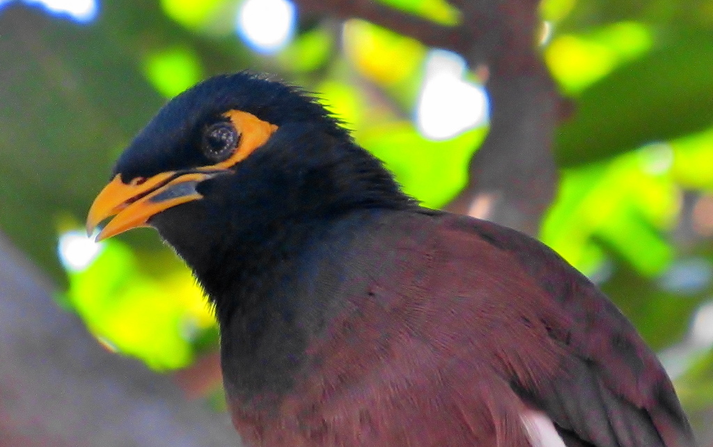 Indian Common Myna (Acridotheres tristis tristis) - Avian Discovery