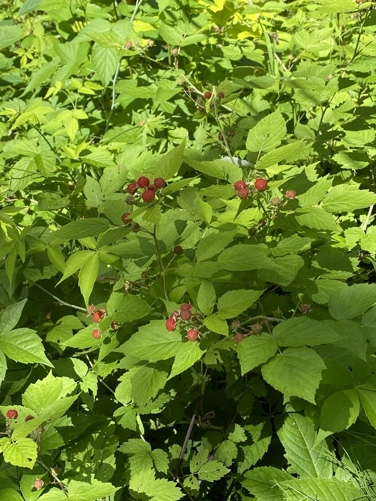 red raspberry from Parc De La Gatineau, Chelsea, QC, CA on July 04 ...