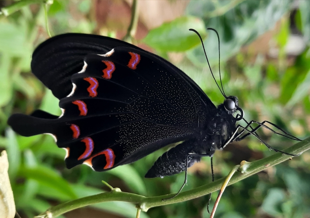 Chinese Peacock Swallowtail from Shillong on June 17, 2022 at 04:02 PM ...