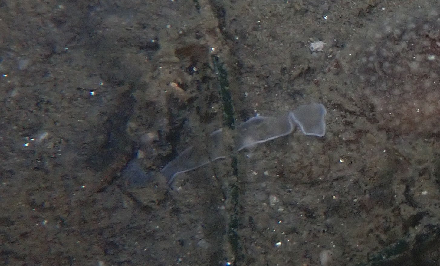 Listriolobus pelodes Fisher, 1946