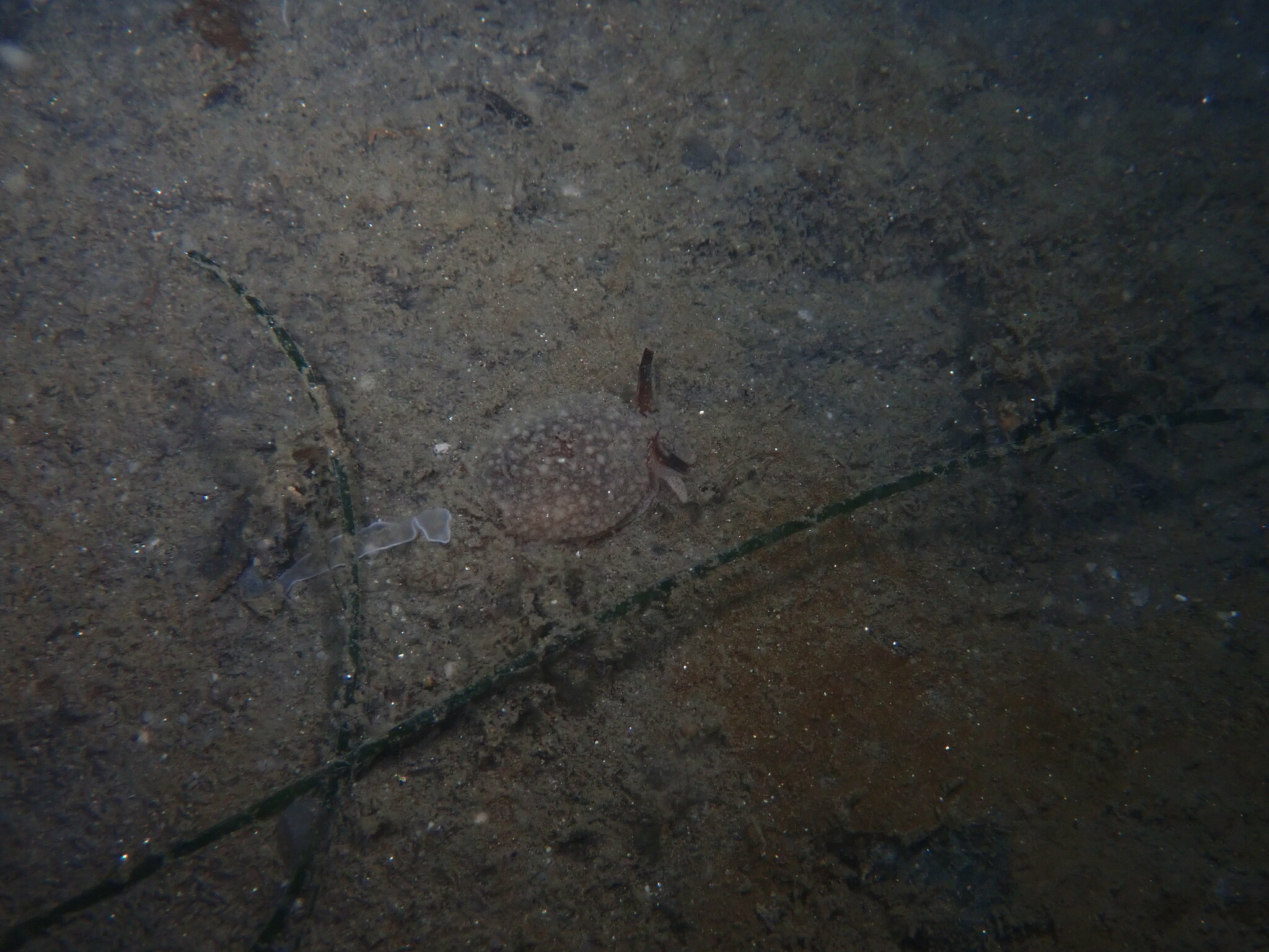 Listriolobus pelodes Fisher, 1946