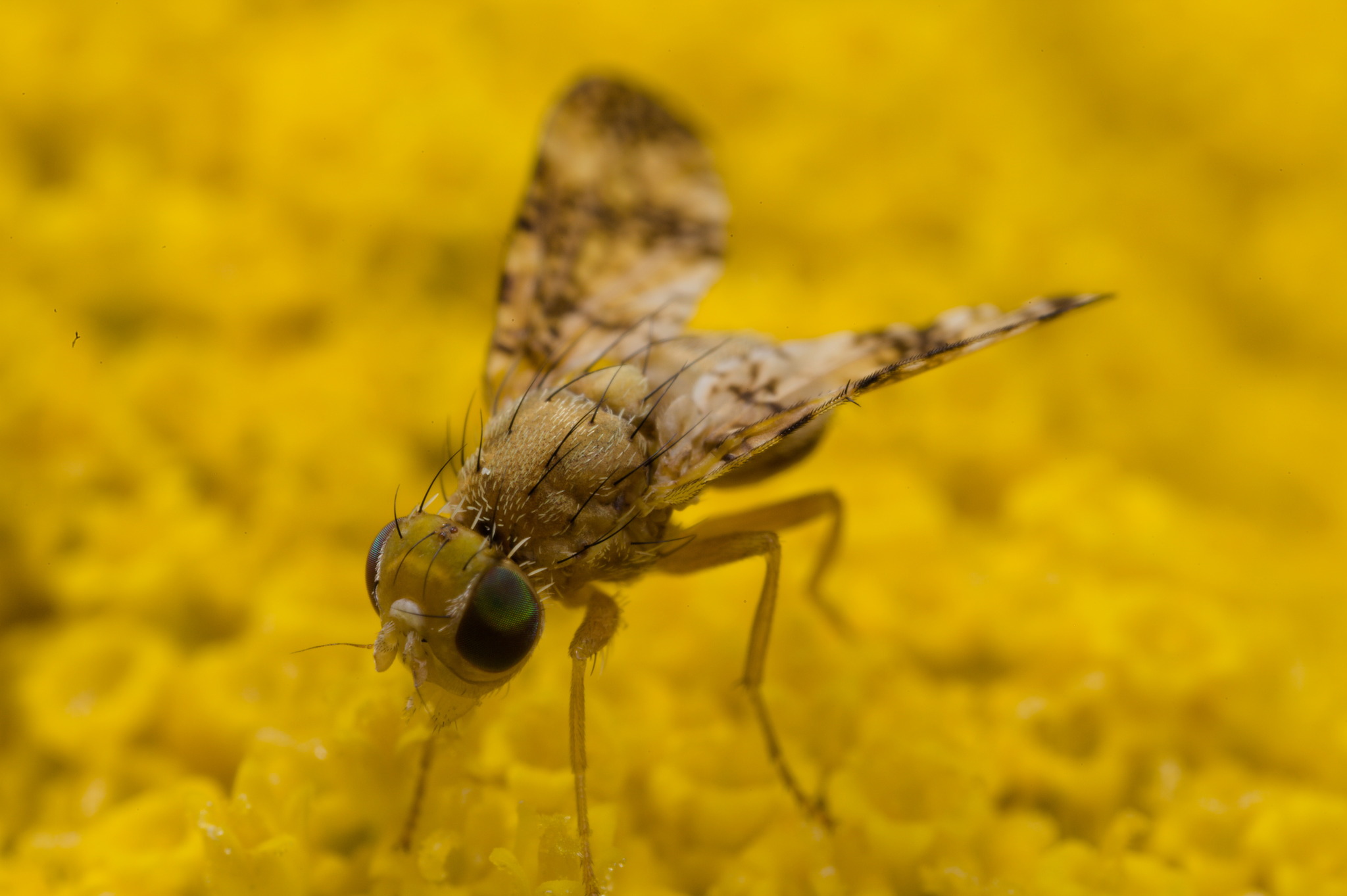 Oxyna flavipennis (Loew, 1844)