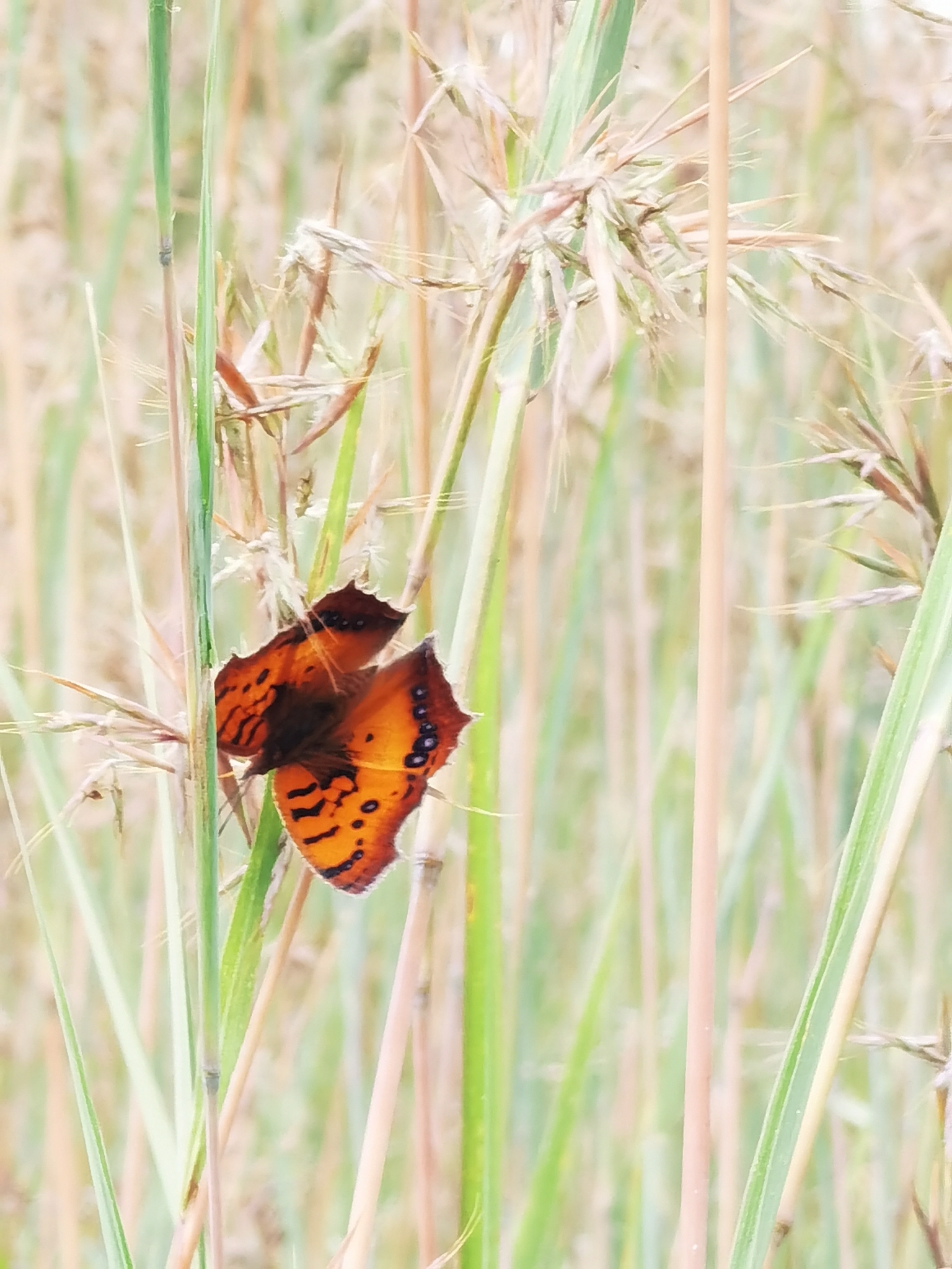 Catacroptera Karsch, 1894