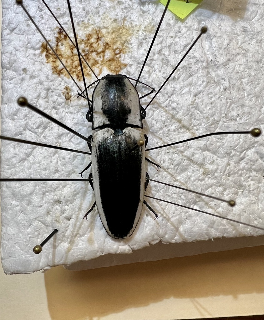 Chalcolepidius webbi from I-15 N, Victorville, CA, US on July 3, 2022 ...