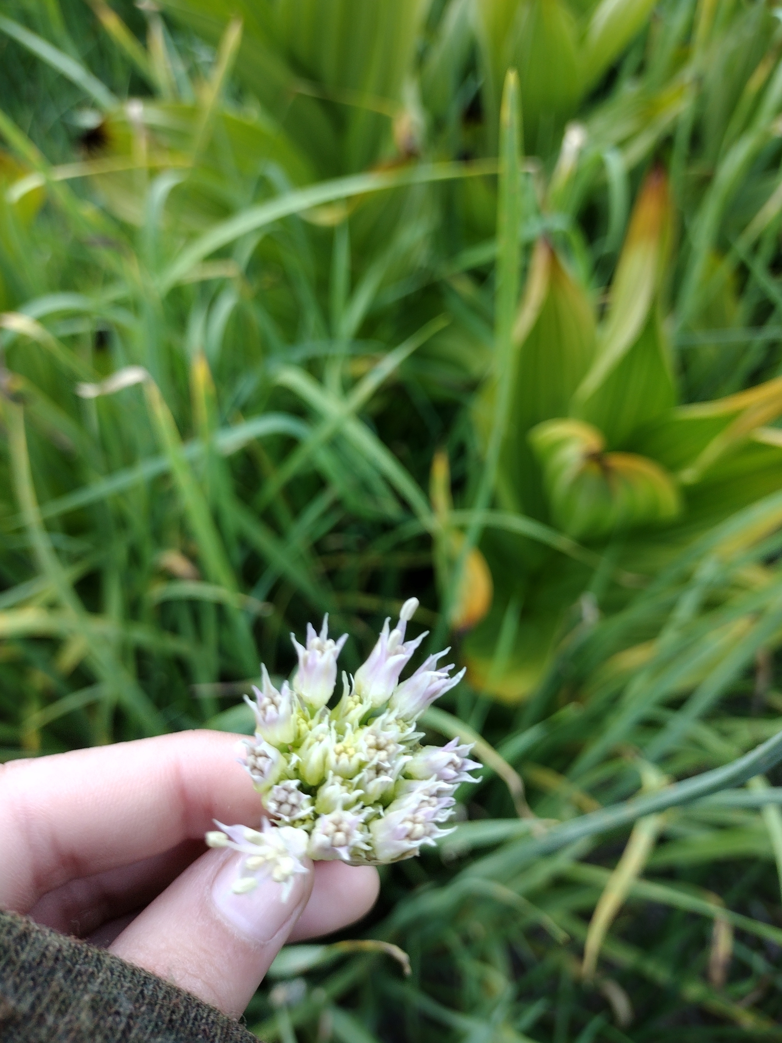 Allium validum S.Watson