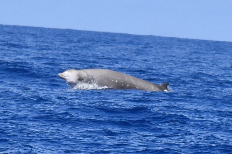 Goose-beaked Whale (Mammals of South Africa) · iNaturalist