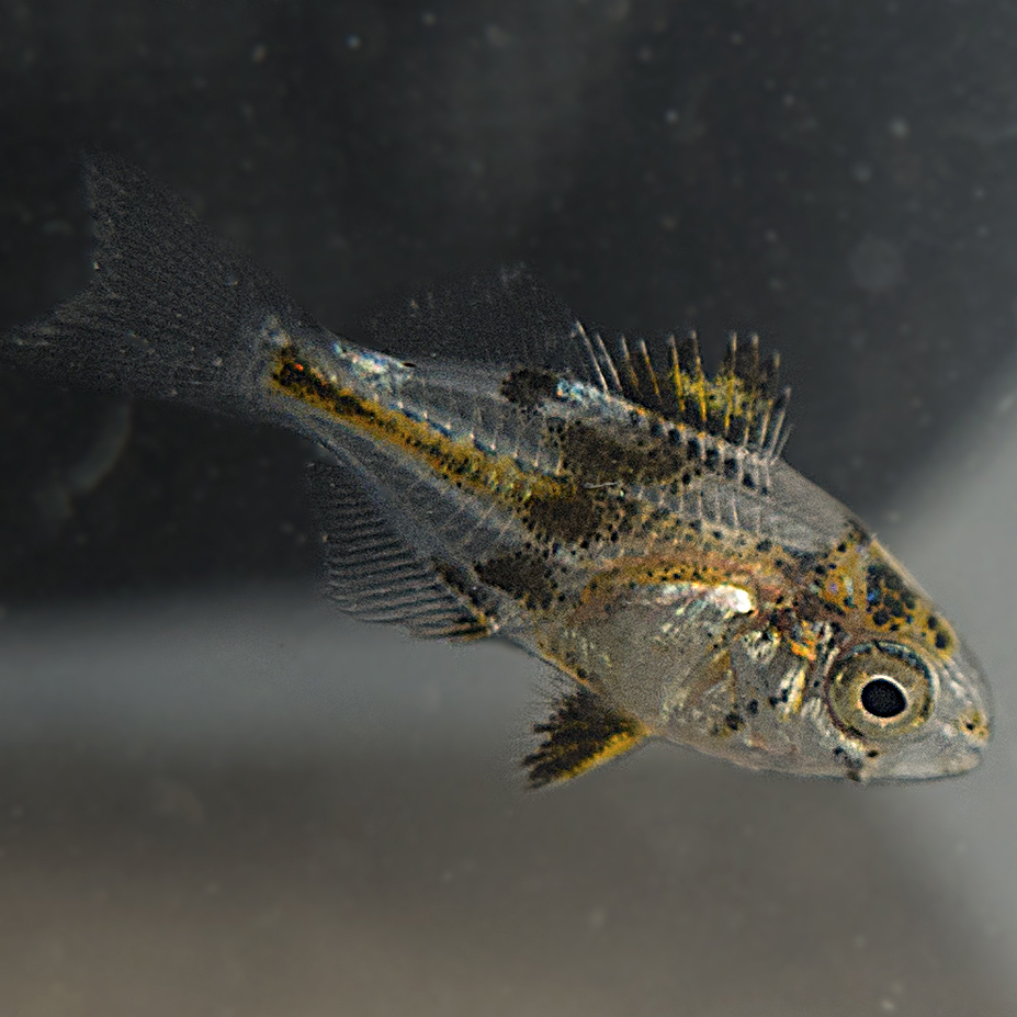 Stripey (Microcanthus strigatus) - Marine Life Identification