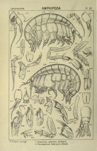 Genus Onisimus · iNaturalist