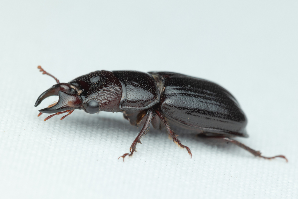 Red-rot Decay Stag Beetle from Damascus, MD, USA on July 3, 2022 at 09: ...