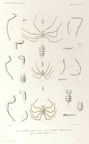 Pseudopallene circularis · iNaturalist