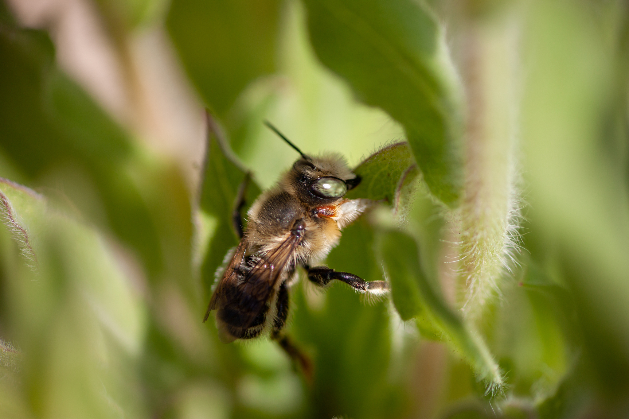 Megachile perihirta Cockerell, 1898