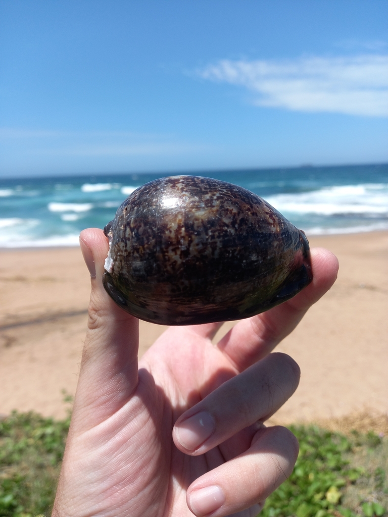 African Arabic Cowry from South Africa on January 31, 2022 at 12:34 PM ...