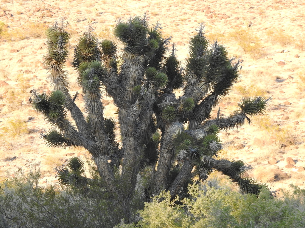 Joshua trees from Lincoln County, NV, USA on June 25, 2022 at 07:31 PM ...