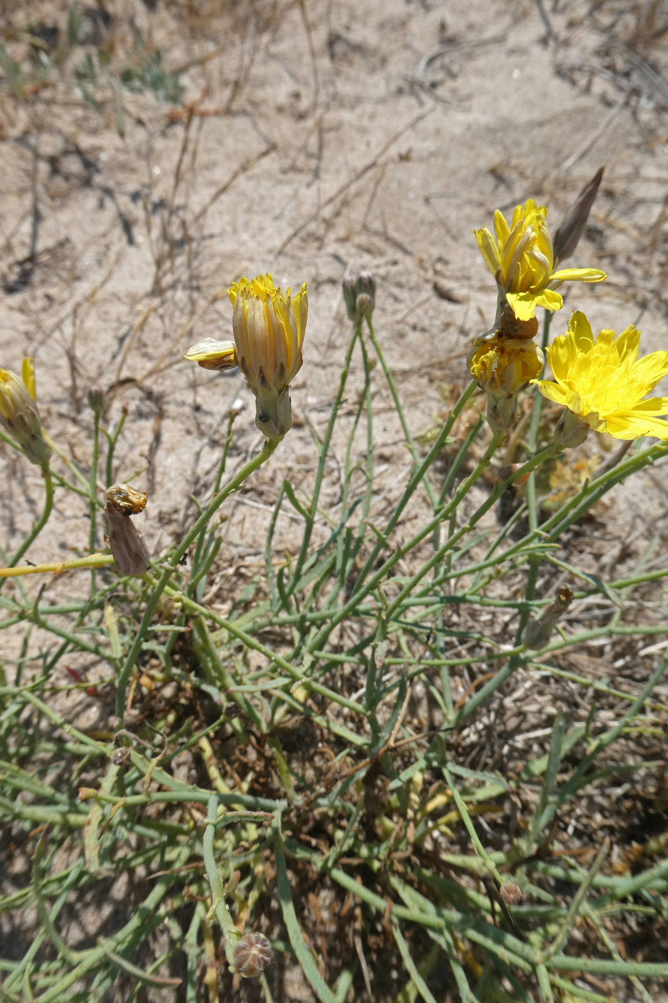 Launaea fragilis (Asso) Pau