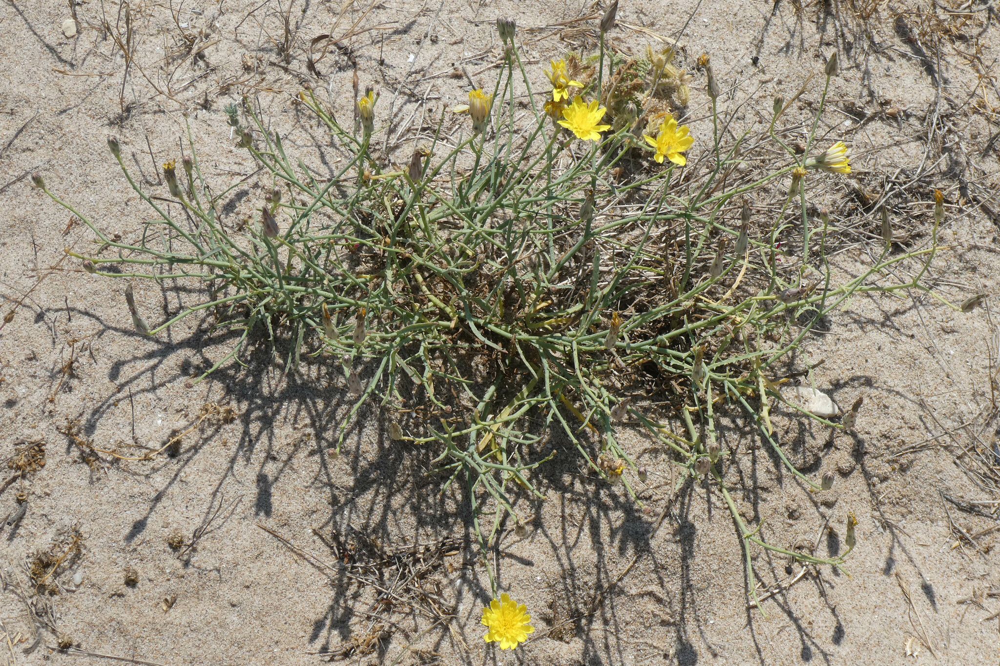 Launaea fragilis (Asso) Pau