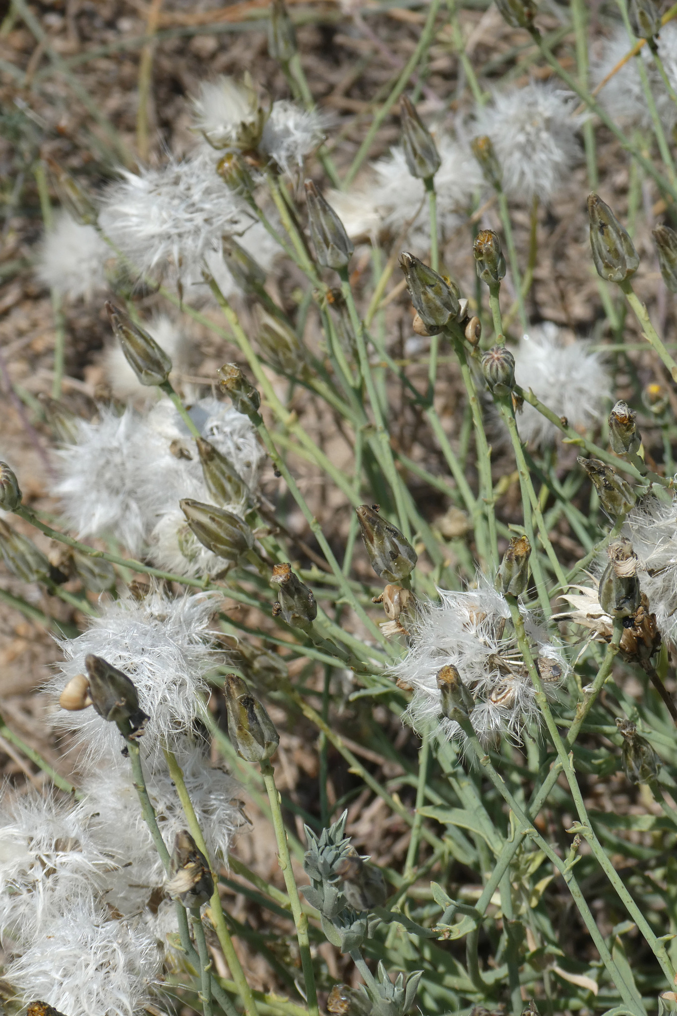 Launaea fragilis (Asso) Pau